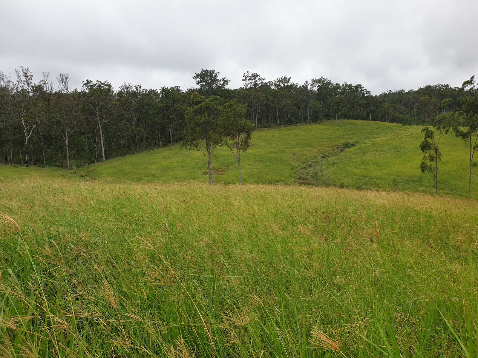 6 GREENBANK ROAD, Mount Perry, Qld 4671 - Livestock For Sale