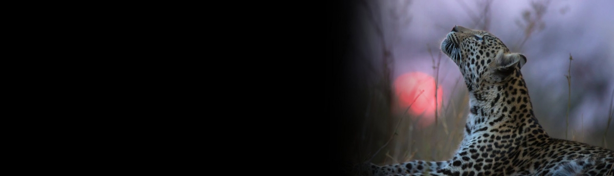 Remembering Leopards by Margot Raggett