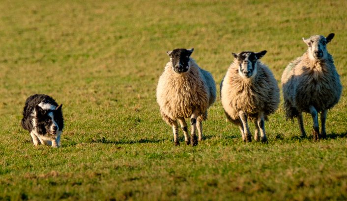 Le chien du Berger - Portal Universal - Portal Universal