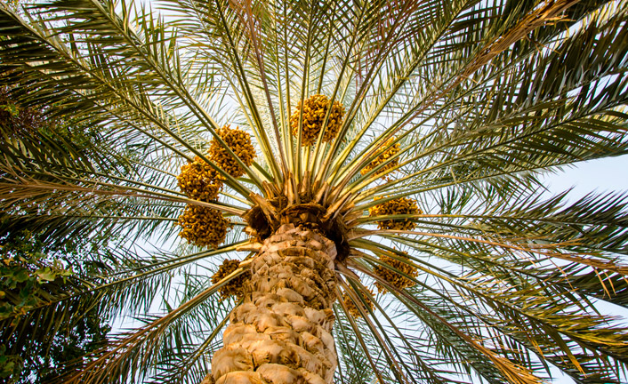 Como la palmera… - Portal Universal - Portal Universal