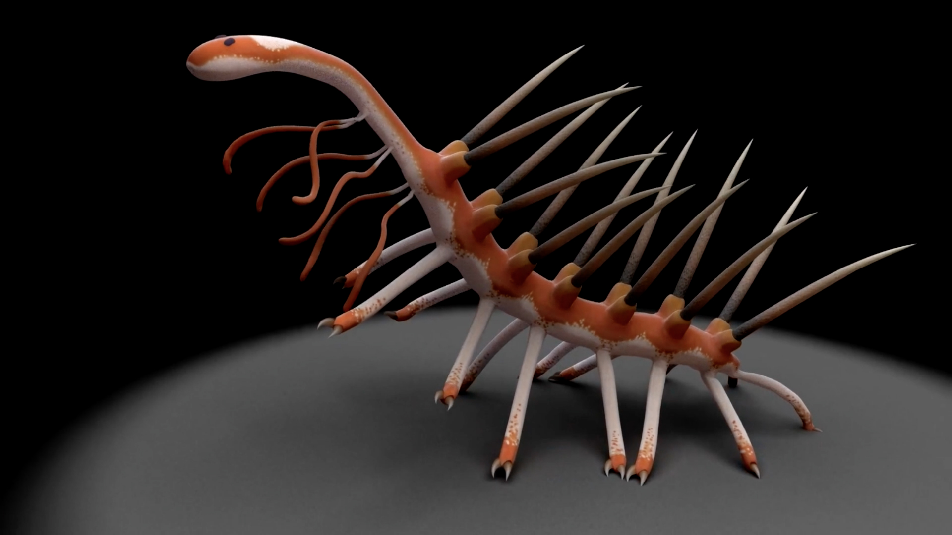 How Hallucigenia may have walked - The Washington Post