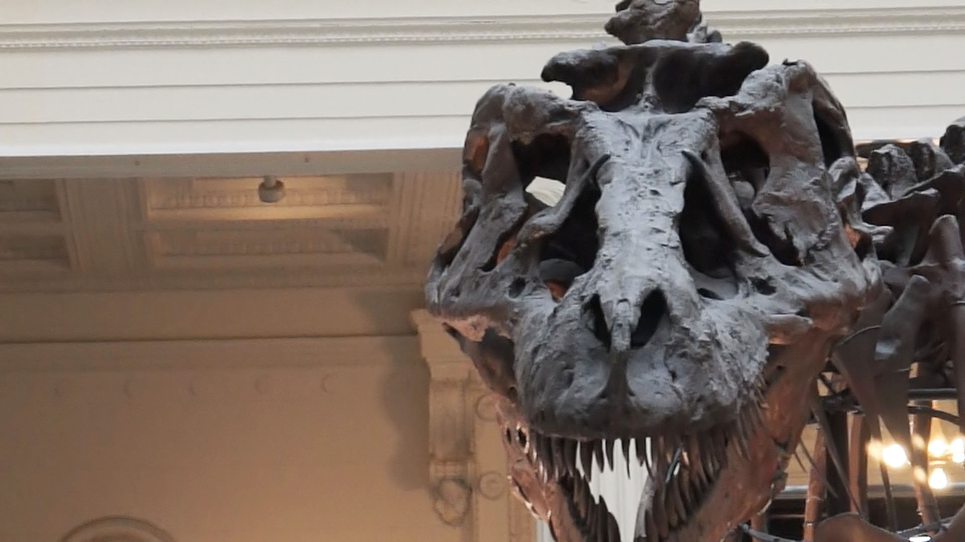 Caring for the world’s most famous T. rex - The Washington Post