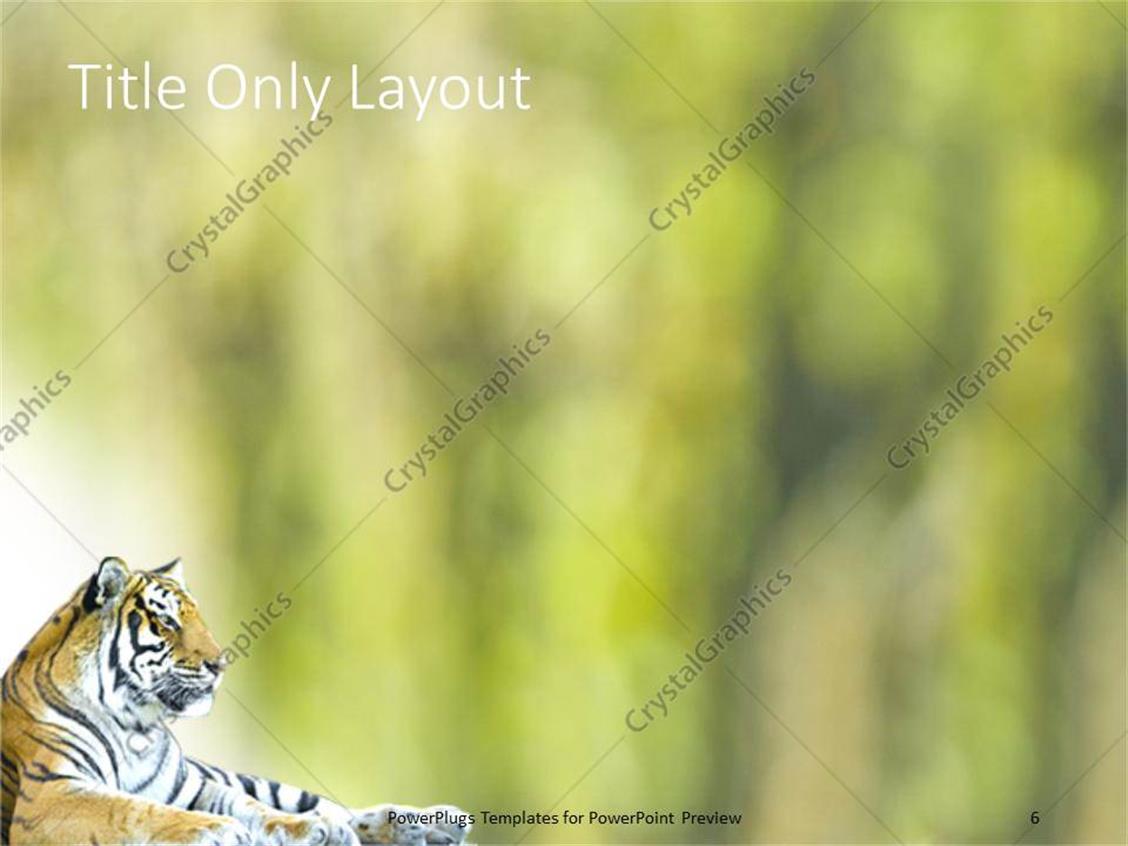 PowerPoint Template: beautiful tiger resting, tiger at a zoo, close up ...