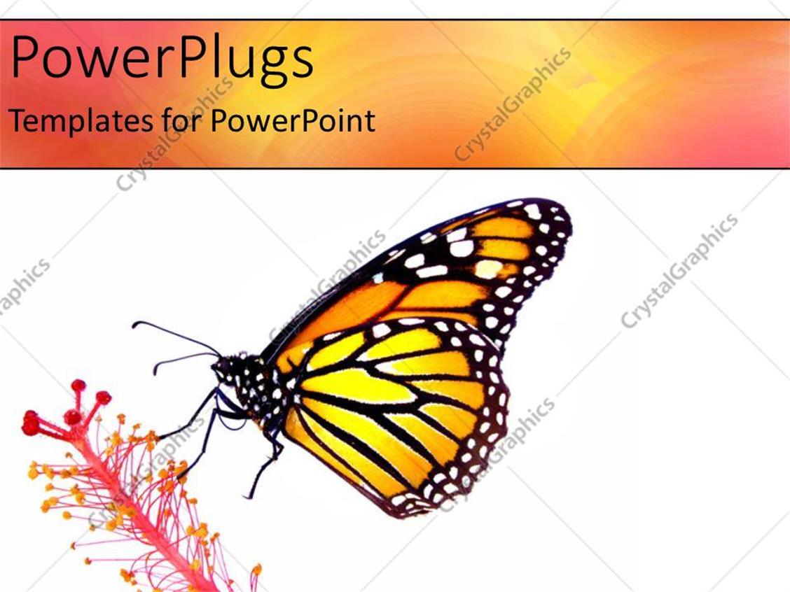 PowerPoint Template: a butterfly with a flower and white background (6316)
