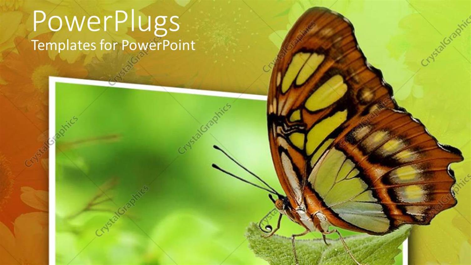 PowerPoint Template: a butterfly sitting on a leaf with greenery in the ...