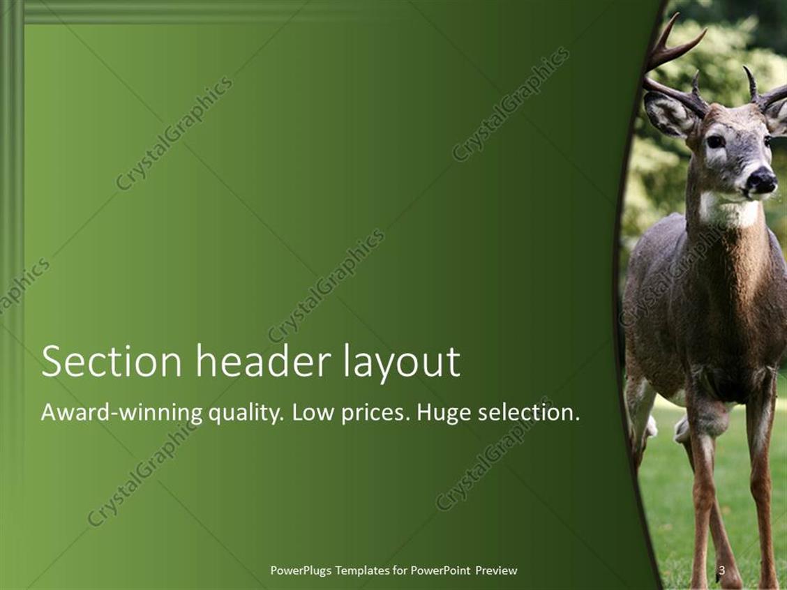 PowerPoint Template: close up of deer, white tailed deer buck with ...