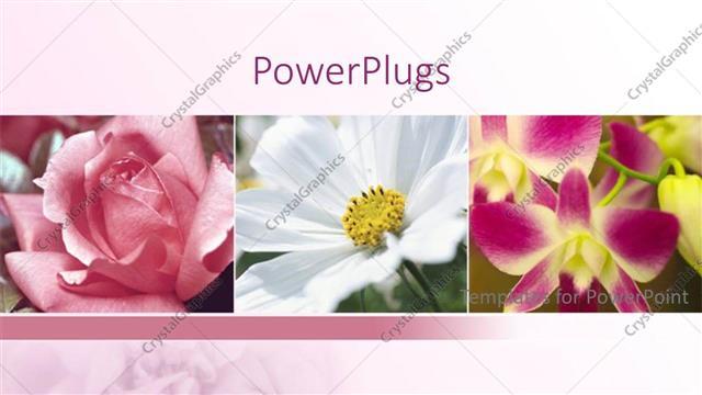 PowerPoint Template: a collection of different kinds of flowers with ...