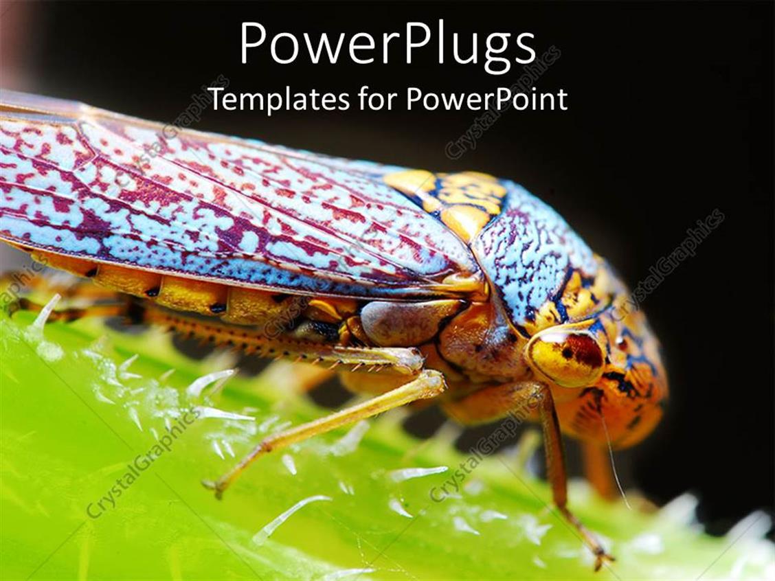 PowerPoint Template: colorful insect close up on top of green plant (17377)