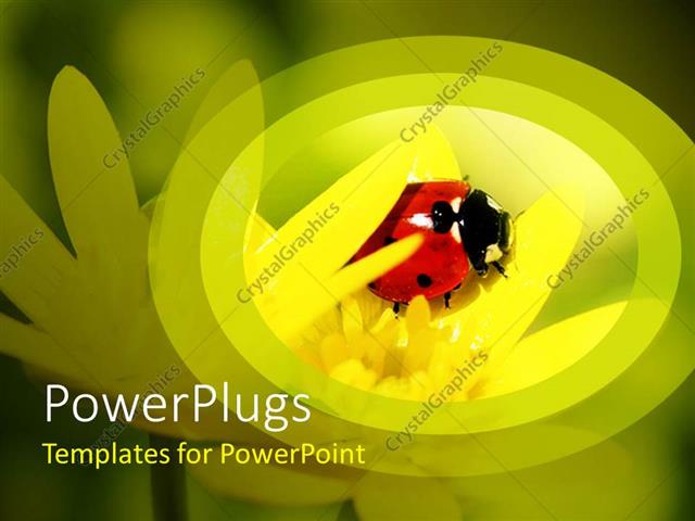 Ladybug On Plant Powerpoint Templates Ladybug On Plant