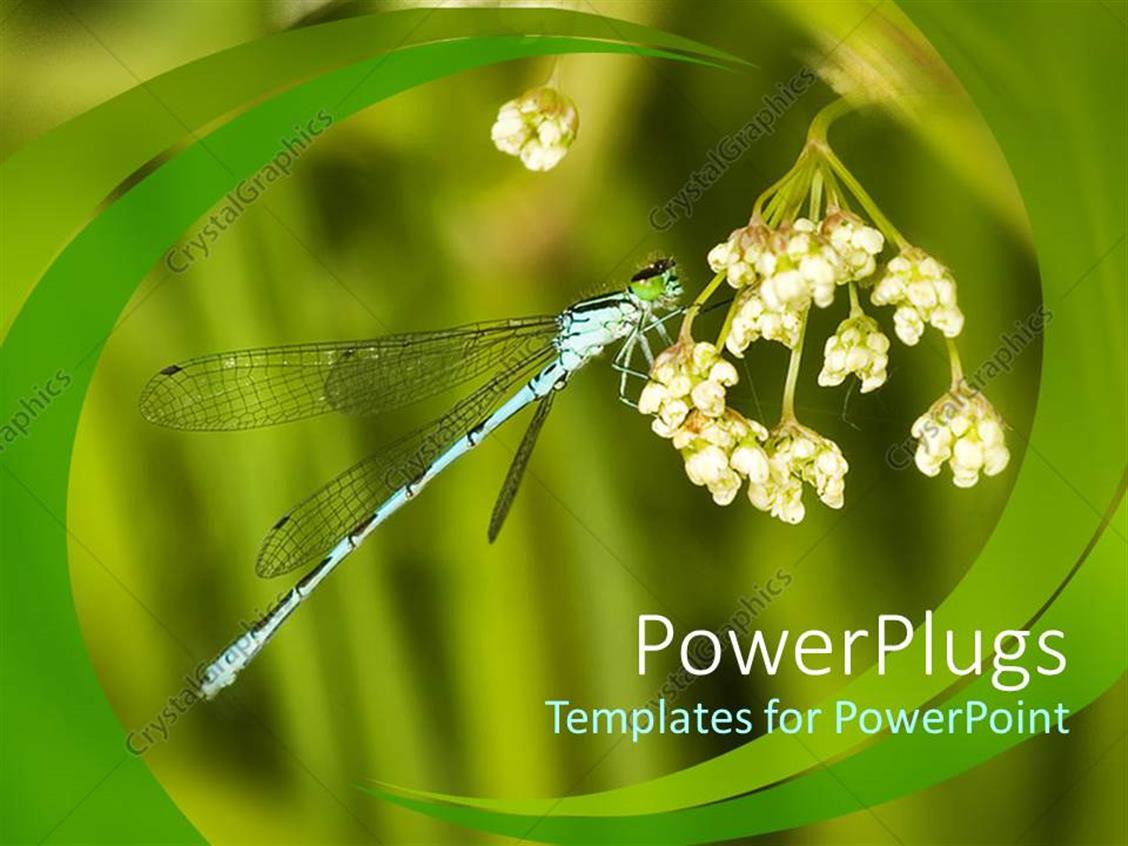 PowerPoint Template: a dragonfly on a flower with greenish background ...