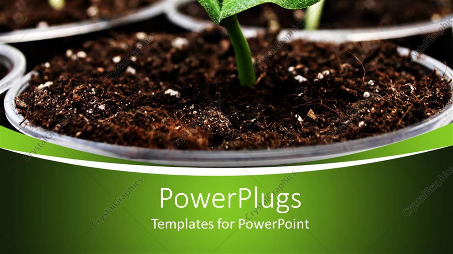 Young Plant Sprouting Powerpoint Templates
