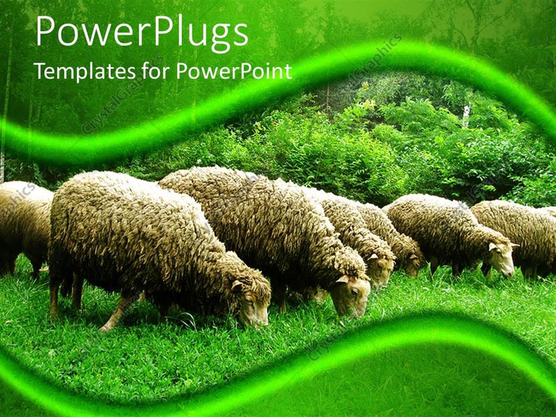 PowerPoint Template: Grazing sheep, green background, grass, bushes (26333)