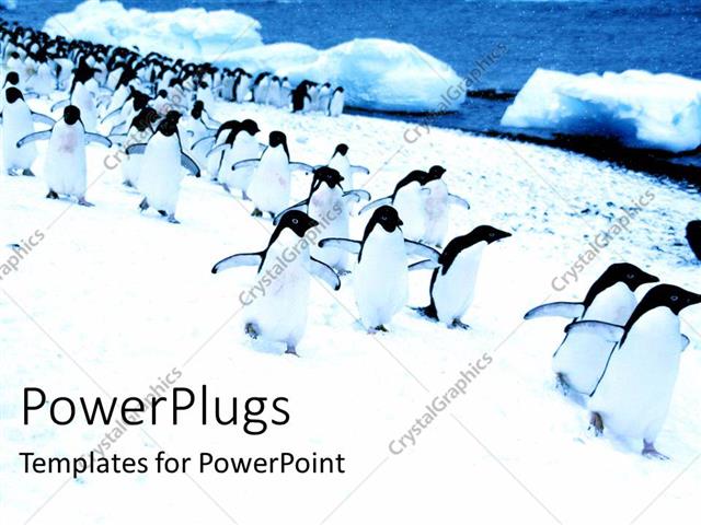 PowerPoint Template: Group of beautiful penguins moving in snow by ...