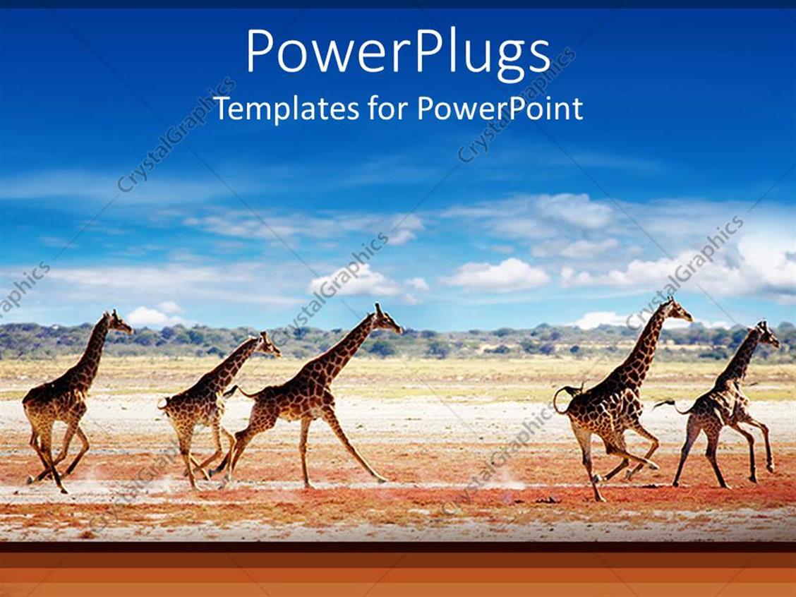 PowerPoint Template: Herd of giraffes running on savanna (13544)