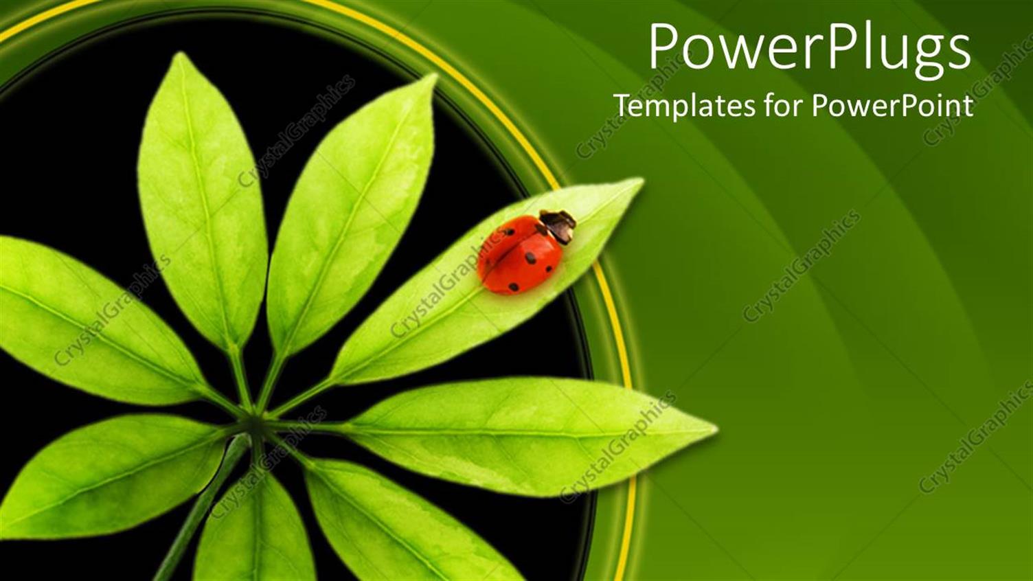 Ladybug On Plant Powerpoint Templates Ladybug On Plant