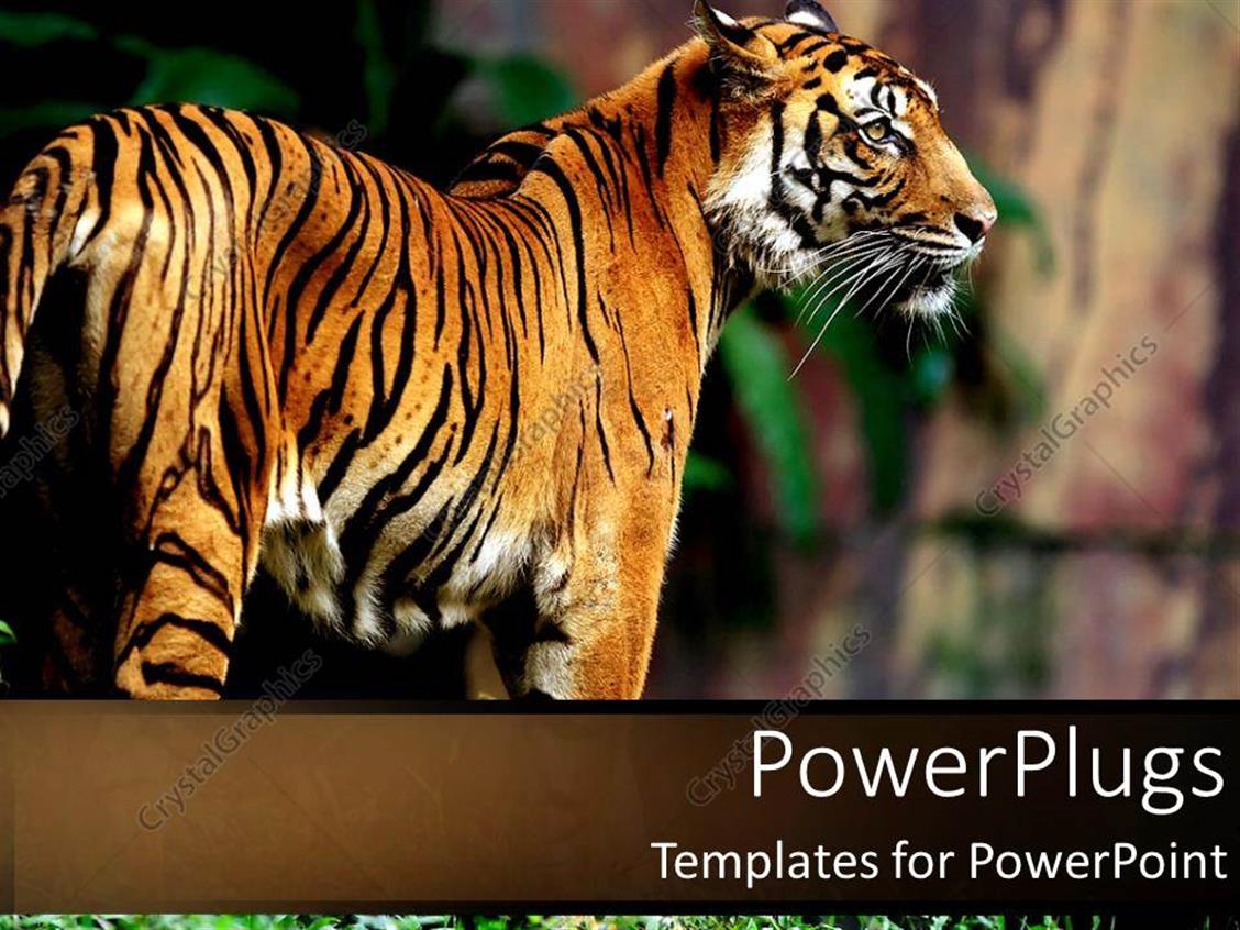 PowerPoint Template: Siberian tiger in jungle setting with serious look ...