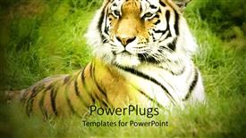 304 Best Tiger-Themed Templates for PowerPoint & Google Slides