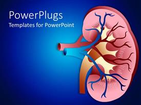 Powerpoint Templates Kidney - buranpen