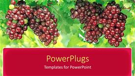 213 Best Vine-Themed Templates for PowerPoint & Google Slides