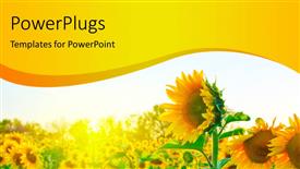 246 Best Sunflowers-Themed Templates for PowerPoint & Google Slides