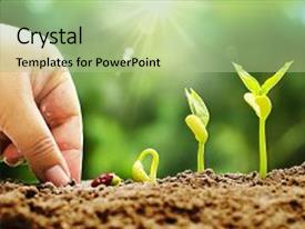 Powerpoint Template Four Growing Grren Plants On A Green