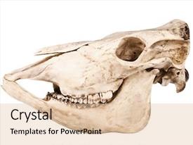 Premium Template for PowerPoint & Google Slides (ijnumihoi)