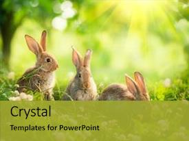 Premium Template for PowerPoint & Google Slides (ilnhoppul)