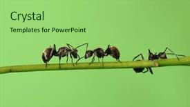 135 Best Ant-Themed Templates for PowerPoint & Google Slides