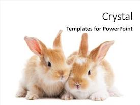 Premium Template for PowerPoint & Google Slides (oiiolhhp)