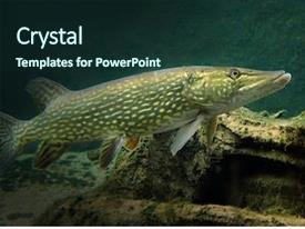 Bass Fish Underwater Photo Of A Big PPT template 33 | CrystalGraphics