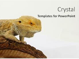 Bearded Dragon Pogona Vitticeps PPT template 1 | CrystalGraphics