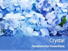 Premium Template for PowerPoint & Google Slides (iipoookuip)