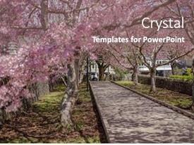 Beautiful Trees In Bloom Cherry PPT template 32 | CrystalGraphics