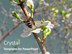 Bee On Flower PPT template 6 | CrystalGraphics