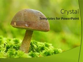 Birch Bolete Leccinum Scabrum Edible PPT template 37 | CrystalGraphics