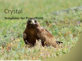 Bird Of Prey On Field PPT template 85 | CrystalGraphics