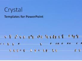 Birds Sitting On Wire Nevada PPT template 35 | CrystalGraphics