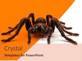 Black Halloween Spider On Orange PPT template 25 | CrystalGraphics