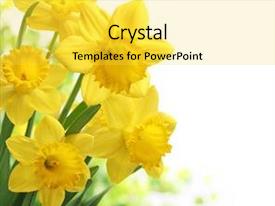 Premium Template for PowerPoint & Google Slides (iopojnpjn)