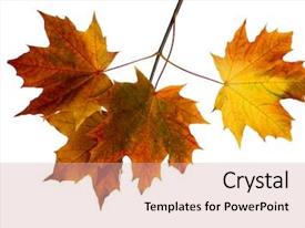 Branch Of Autumn Leaves Isolated PPT template 30 | CrystalGraphics