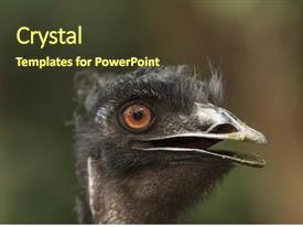 Cassowary Bird Portrait Face PPT template 13 | CrystalGraphics