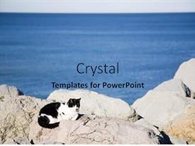 Cat Under The Sun Saint PPT template 92 | CrystalGraphics