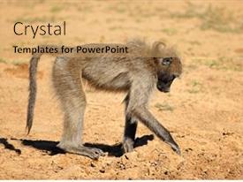 Chacma Baboon Papio Ursinus Foraging PPT template 59 | CrystalGraphics