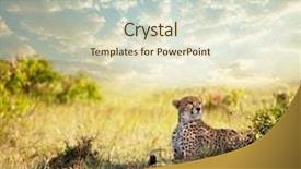 145 Best Cheetah-Themed Templates for PowerPoint & Google Slides