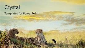 145 Best Cheetah-Themed Templates for PowerPoint & Google Slides