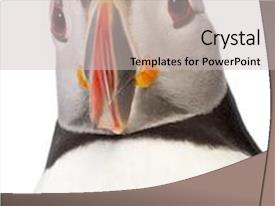 Close Up Of Atlantic Puffin PPT template 4 | CrystalGraphics