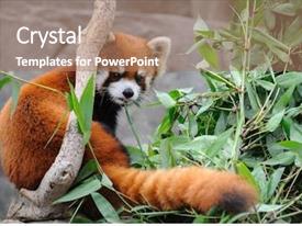 Premium Template for PowerPoint & Google Slides (phnmomjo)