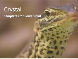 Close Up Sand Goanna PPT template 12 | CrystalGraphics