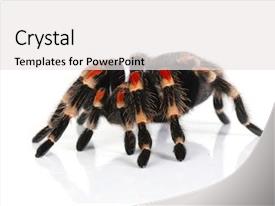 Close Up Shot PPT template 55 | CrystalGraphics