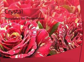 Close Up Shot PPT template 56 | CrystalGraphics